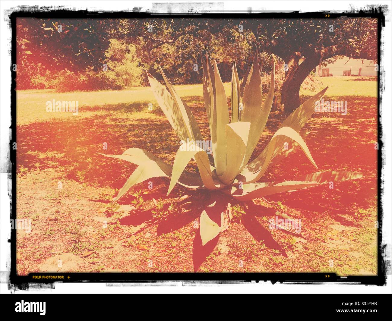 Blue American Agave Plant in Florida Stock Photo - Alamy