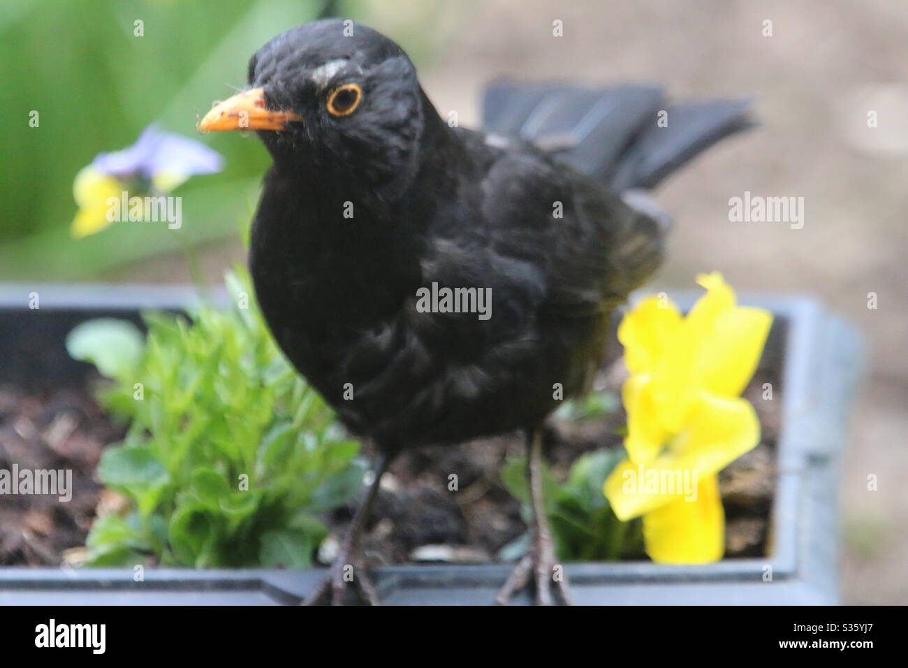 Spot the birdie Stock Photo - Alamy