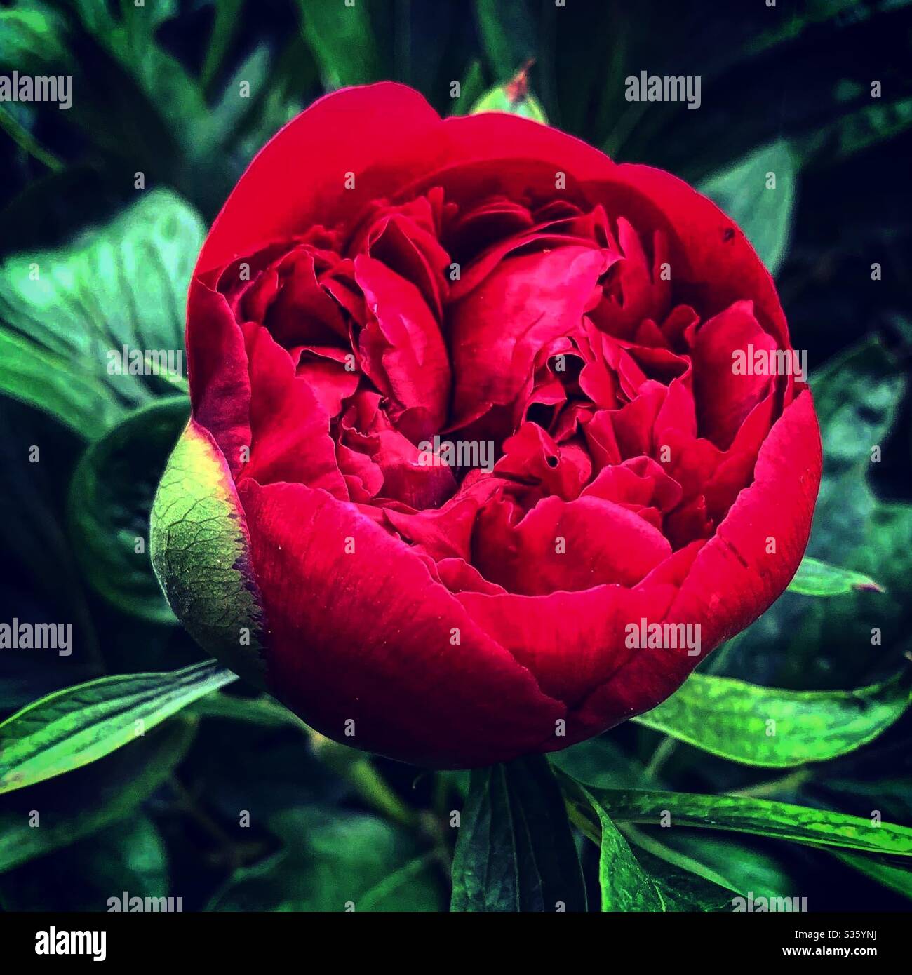 Pions hi-res stock photography and images - Alamy