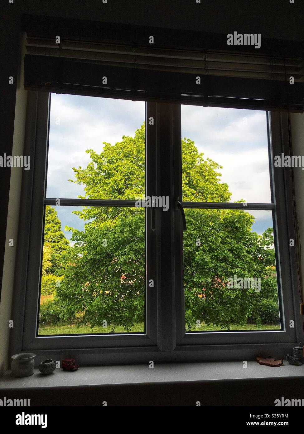 Tree outside my window Stock Photo - Alamy