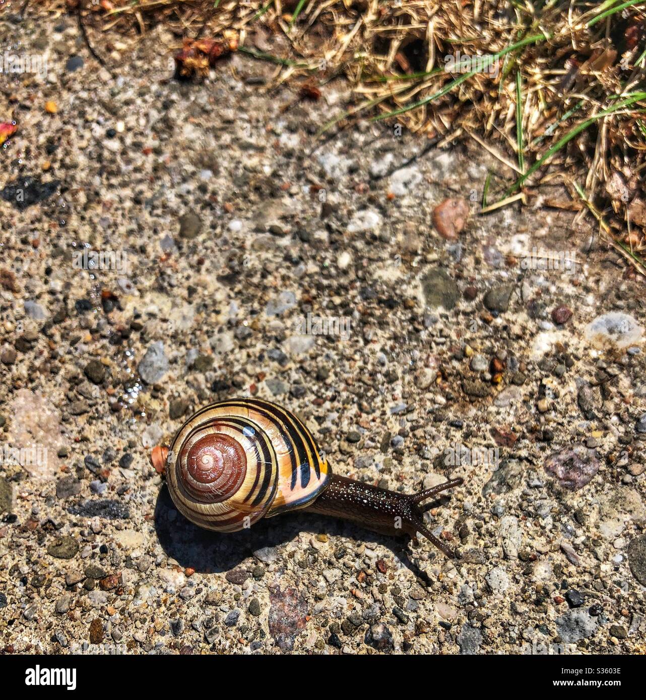 Snail moving slowly hi-res stock photography and images - Alamy