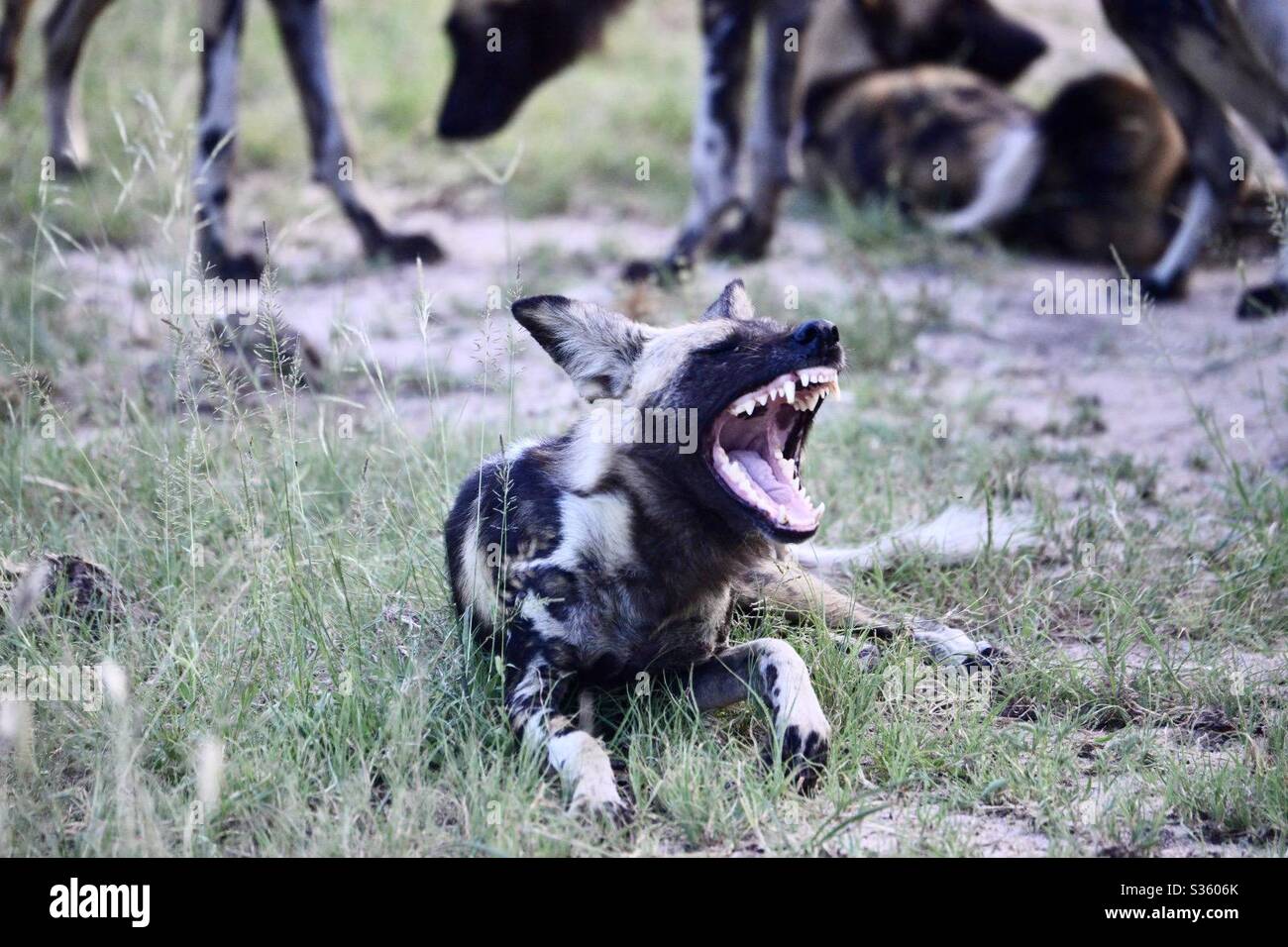 Africa extinct hi-res stock photography and images - Alamy