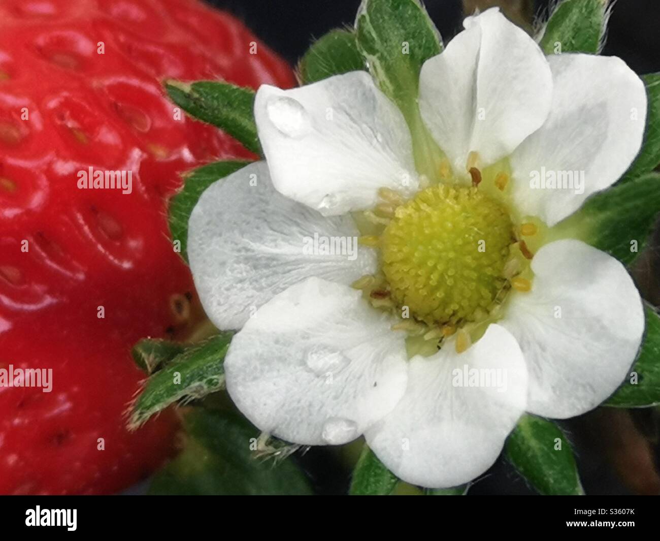 Strawberry plant with flower Stock Photo - Alamy