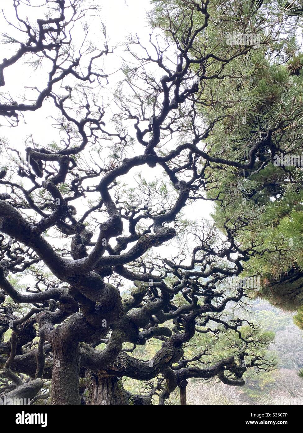 Shigoku hi-res stock photography and images - Alamy