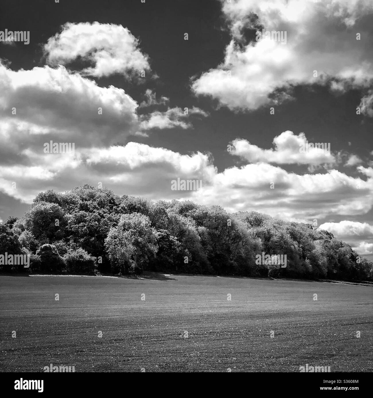 Trees white clouds in Black and White Stock Photos & Images - Alamy