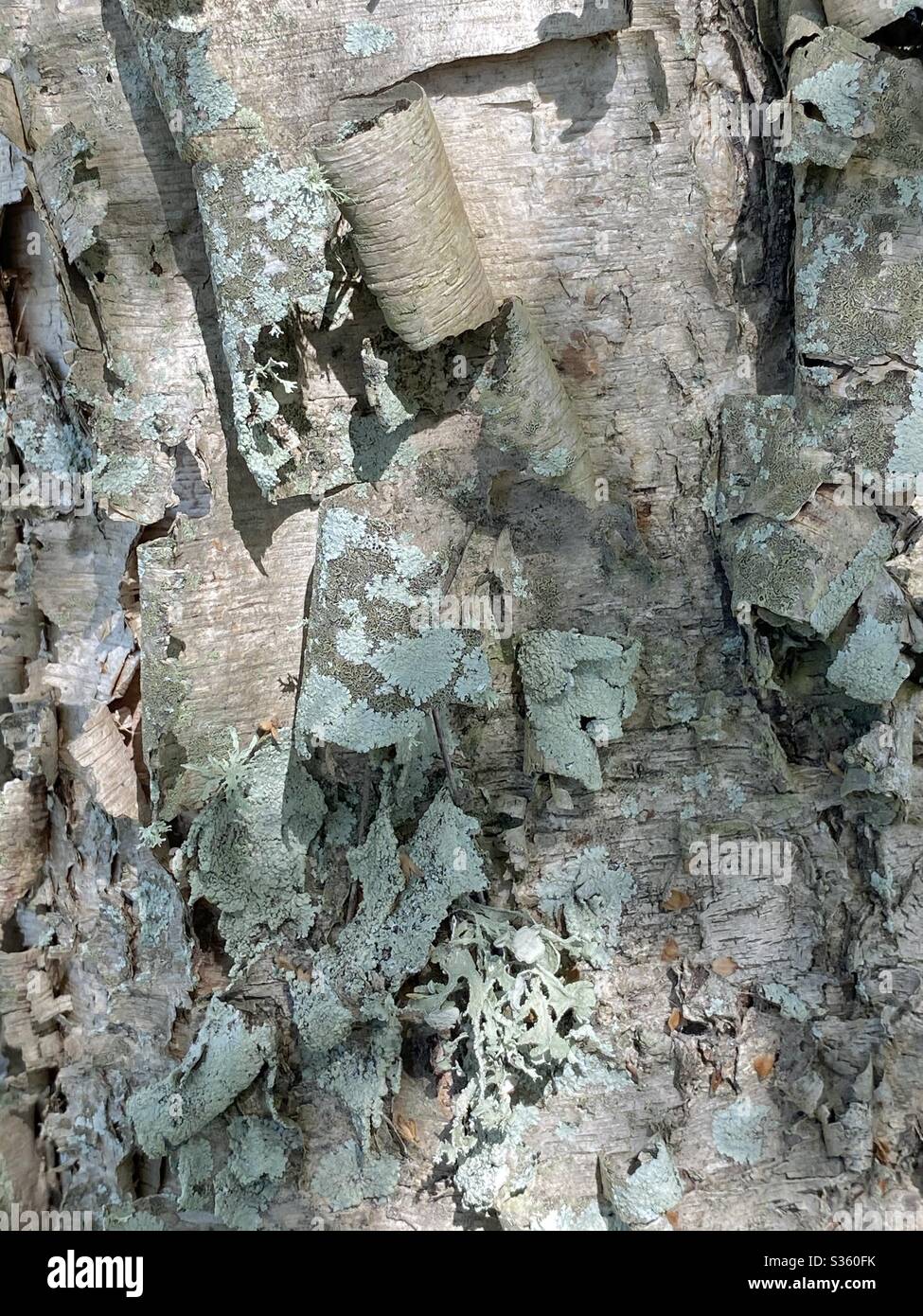 Peeling bark of a birch tree Stock Photo - Alamy