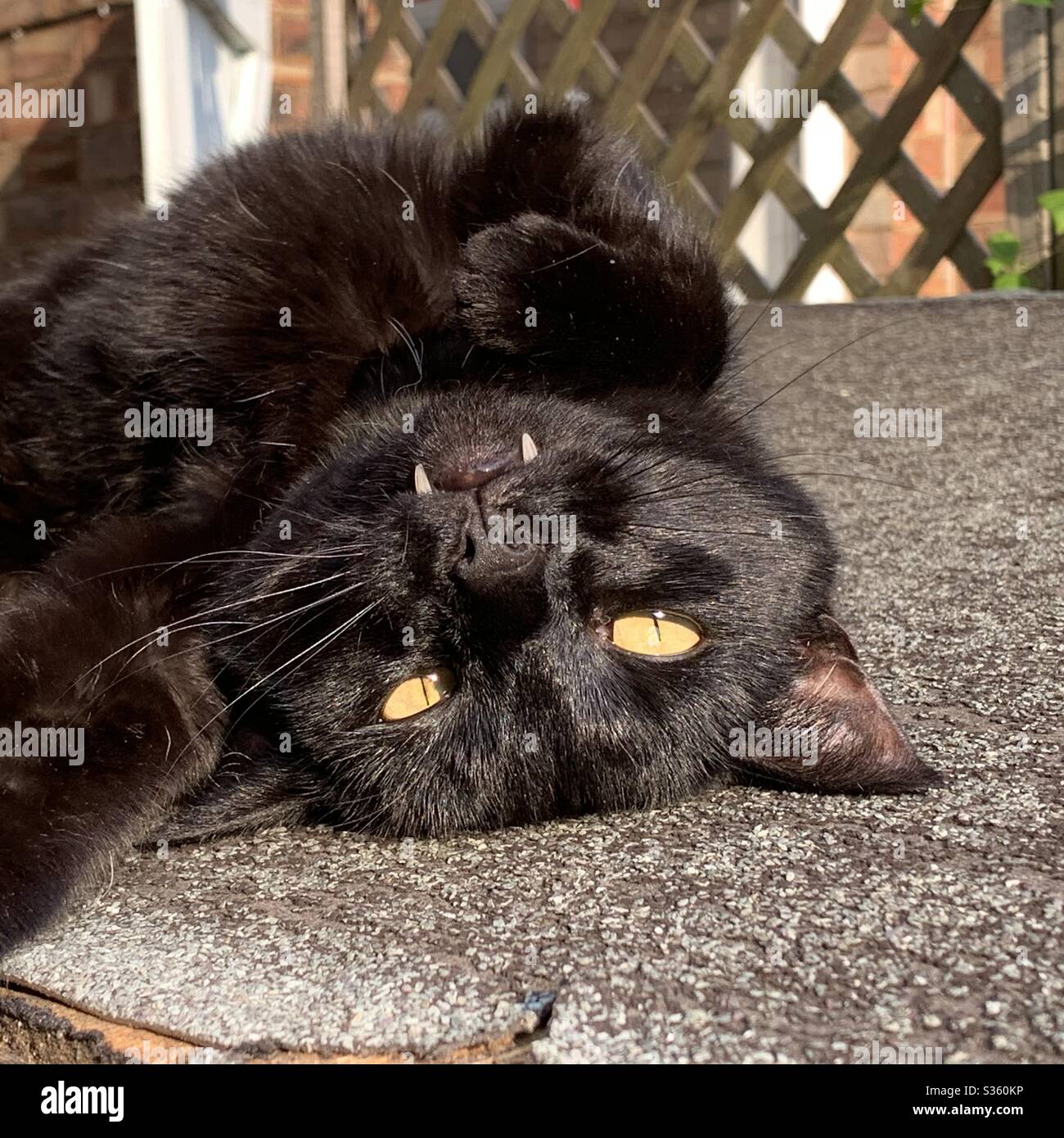 Cat showing its fangs hi-res stock photography and images - Alamy