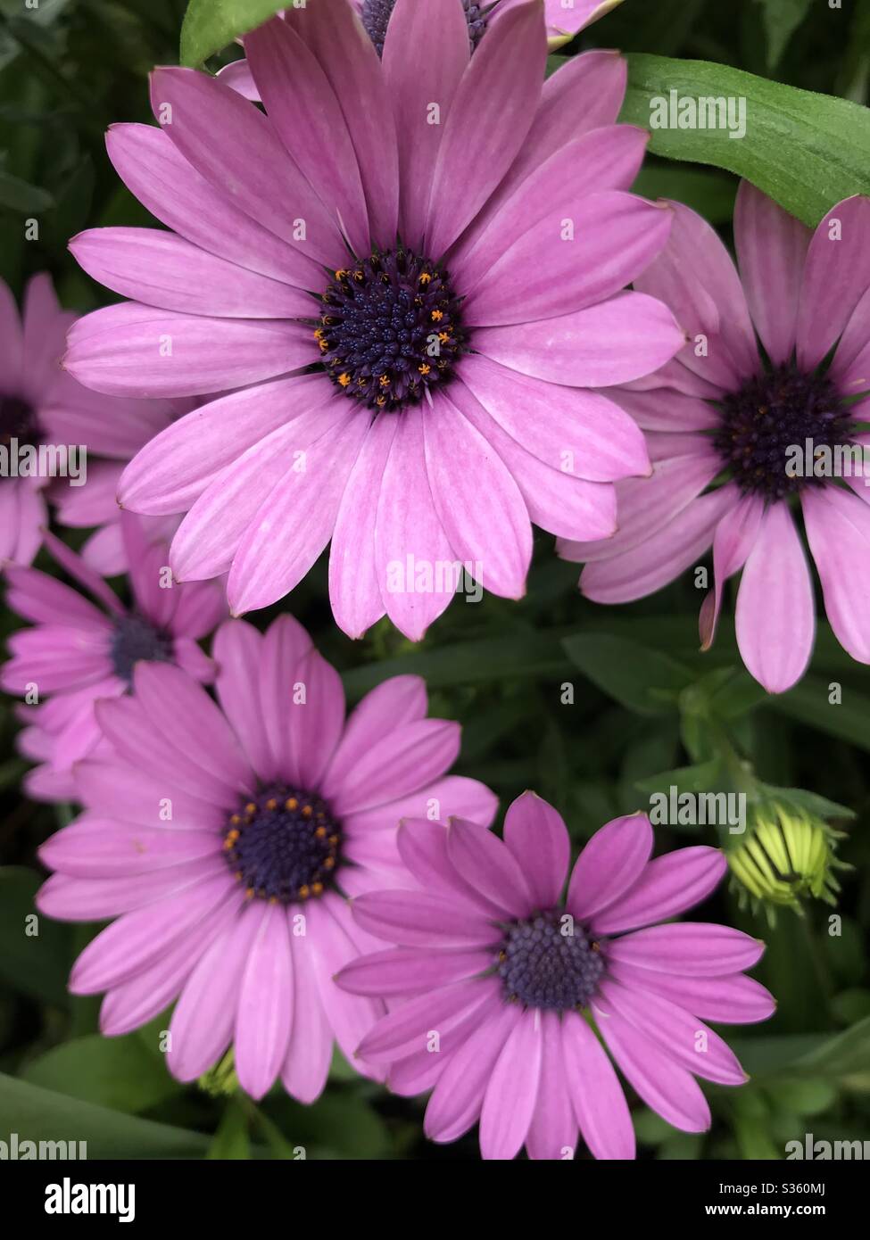 Osteospermum leaves hi-res stock photography and images - Alamy