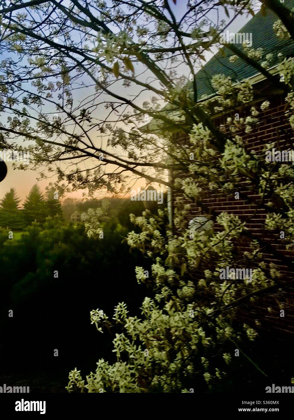 Serviceberry hi-res stock photography and images - Alamy