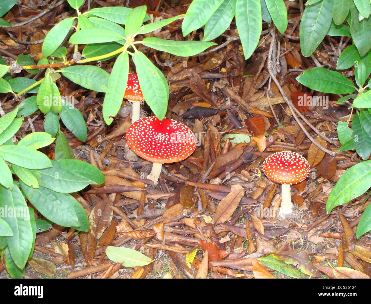 Toadstools in forest hi-res stock photography and images - Alamy