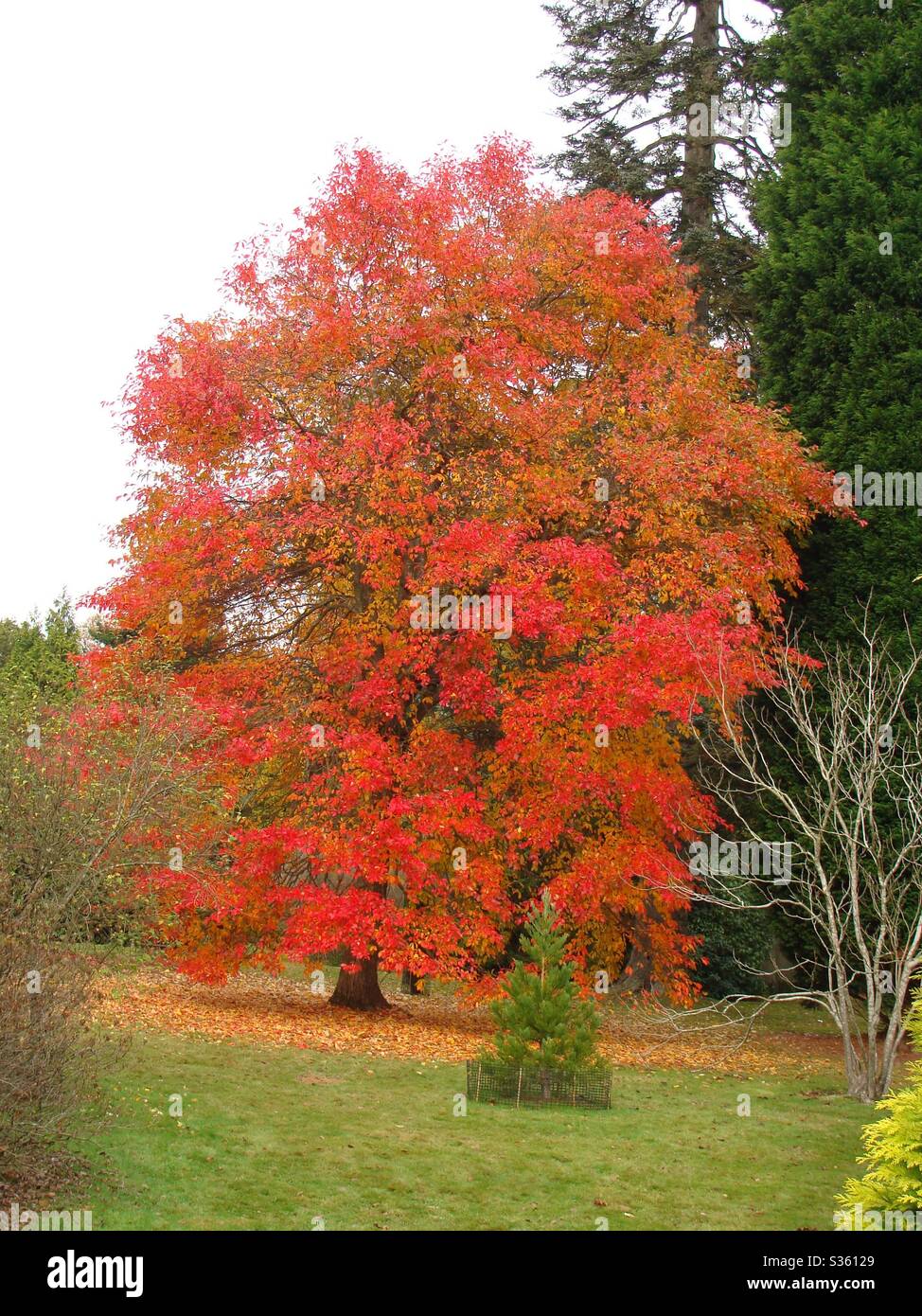 Sheffield trees hi-res stock photography and images - Alamy