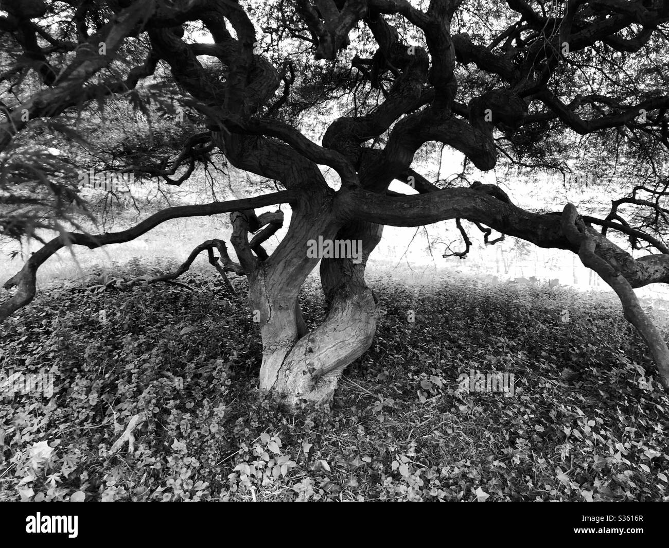 Scary tree Black and White Stock Photos & Images - Alamy
