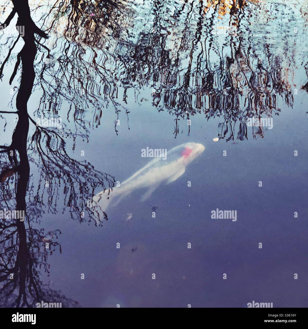 Reflection koi hi-res stock photography and images - Alamy