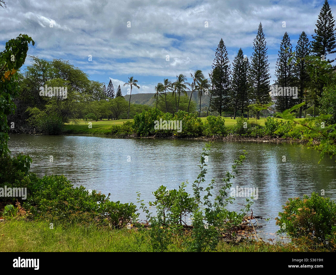 Cook pine hi-res stock photography and images - Alamy
