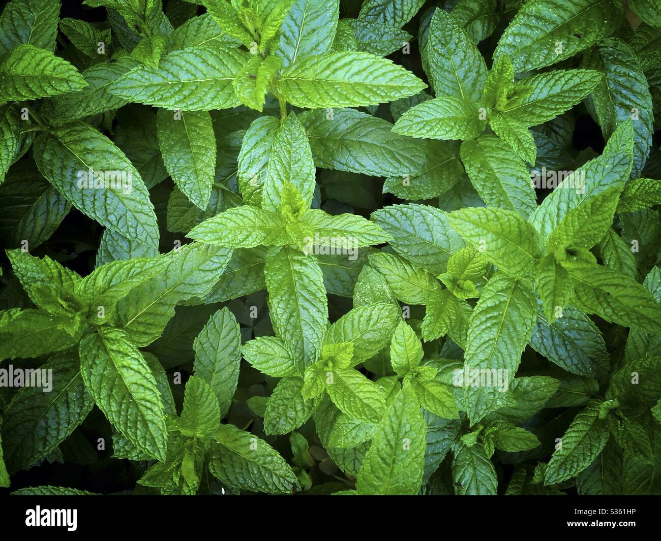 Aroma mint hi-res stock photography and images - Alamy