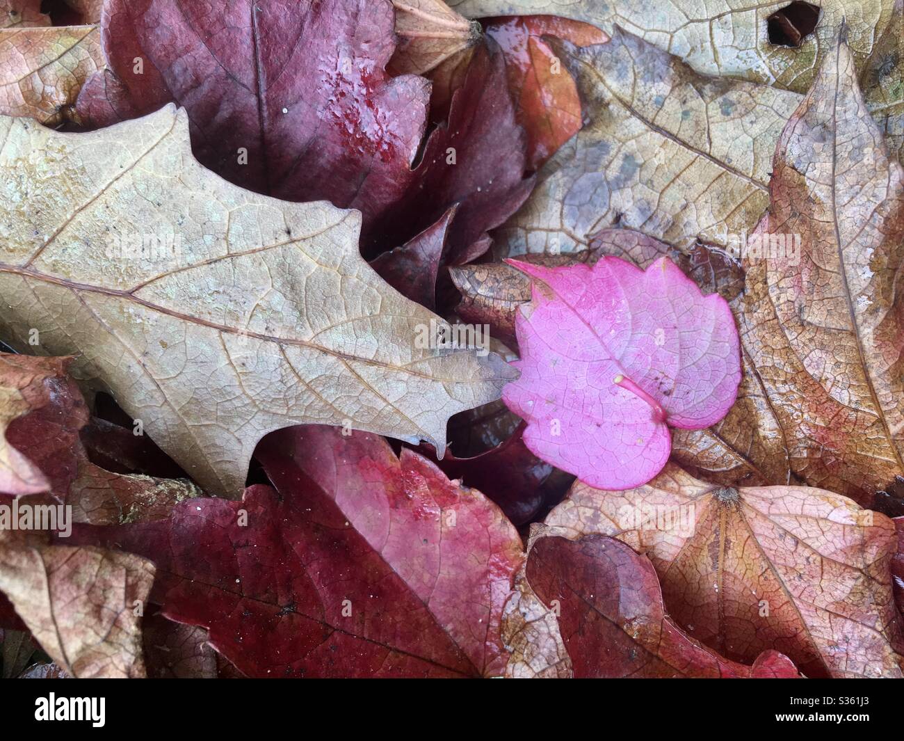 Rainbow colored leaves hi-res stock photography and images - Alamy