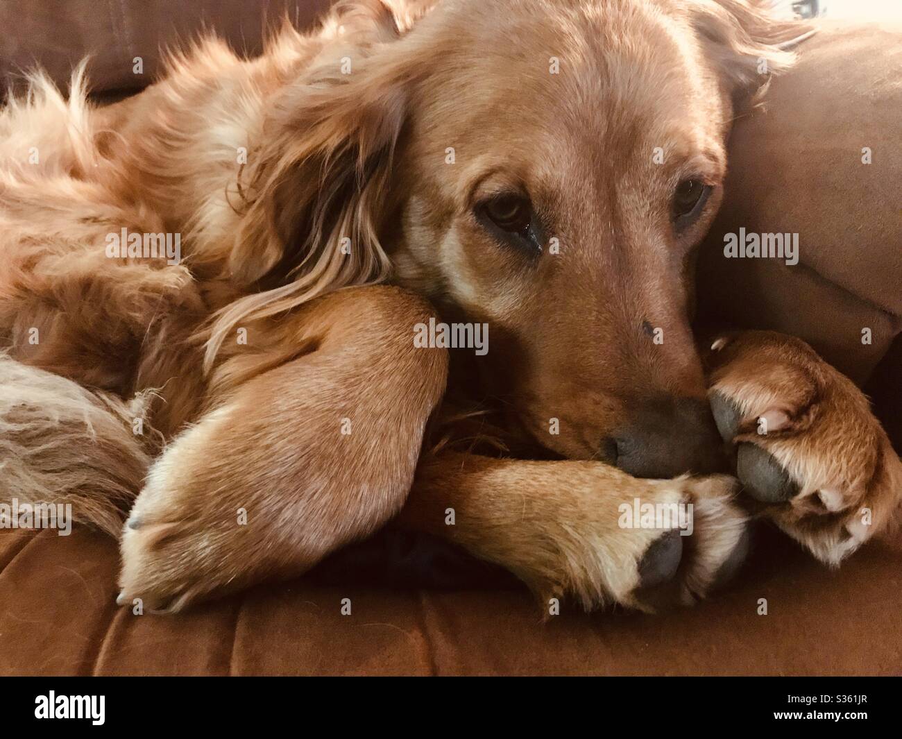 Curled In Ball High Resolution Stock Photography and Images - Alamy