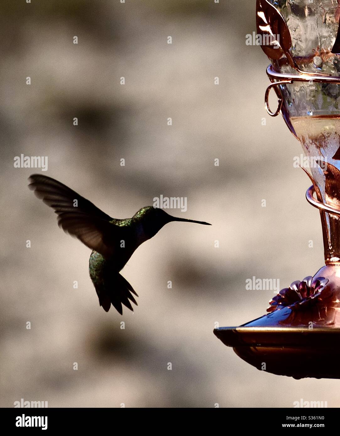 Hummingbird in flight Stock Photo - Alamy