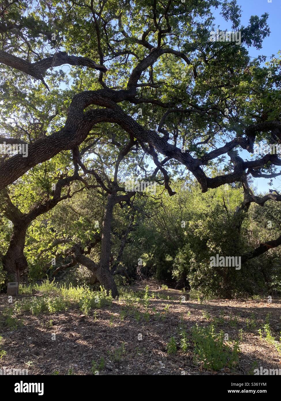 Thousand oaks hi-res stock photography and images - Alamy