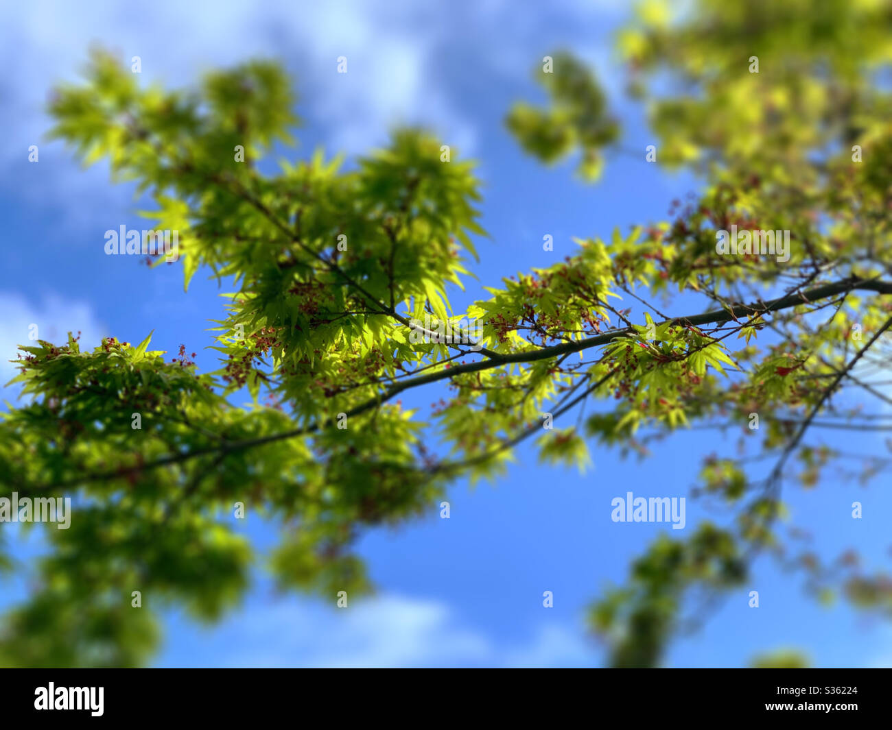 The green leaves of Japanese Maple tree breathing the spring beyond the blue sky Stock Photo - Alamy