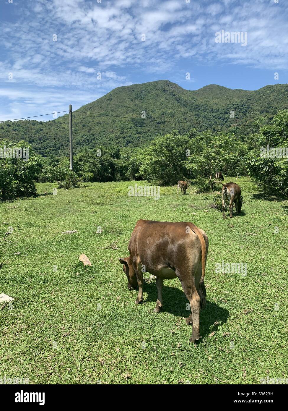 Cow eating grass hi-res stock photography and images - Alamy