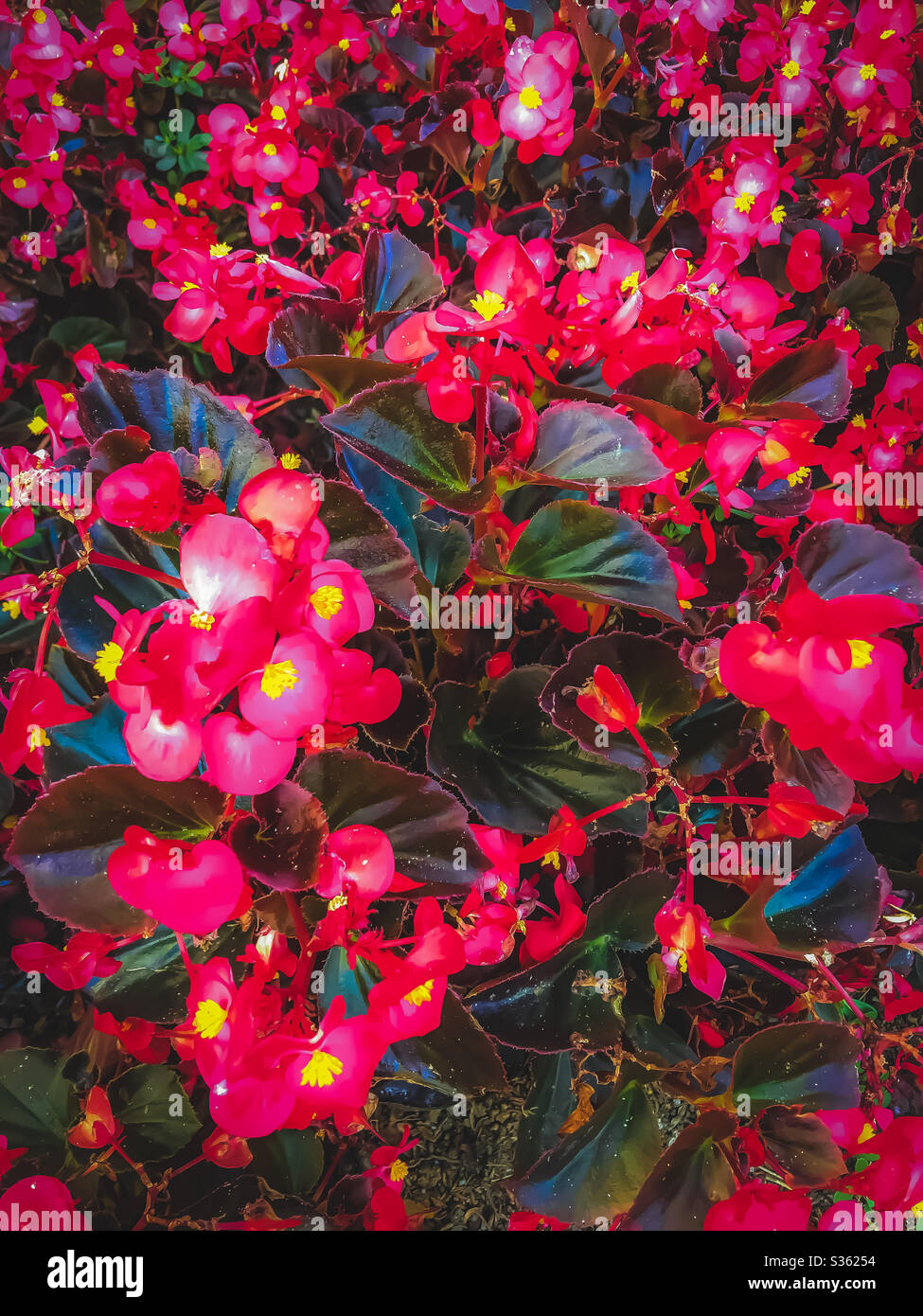 Blooming red flowers garden background Stock Photo - Alamy
