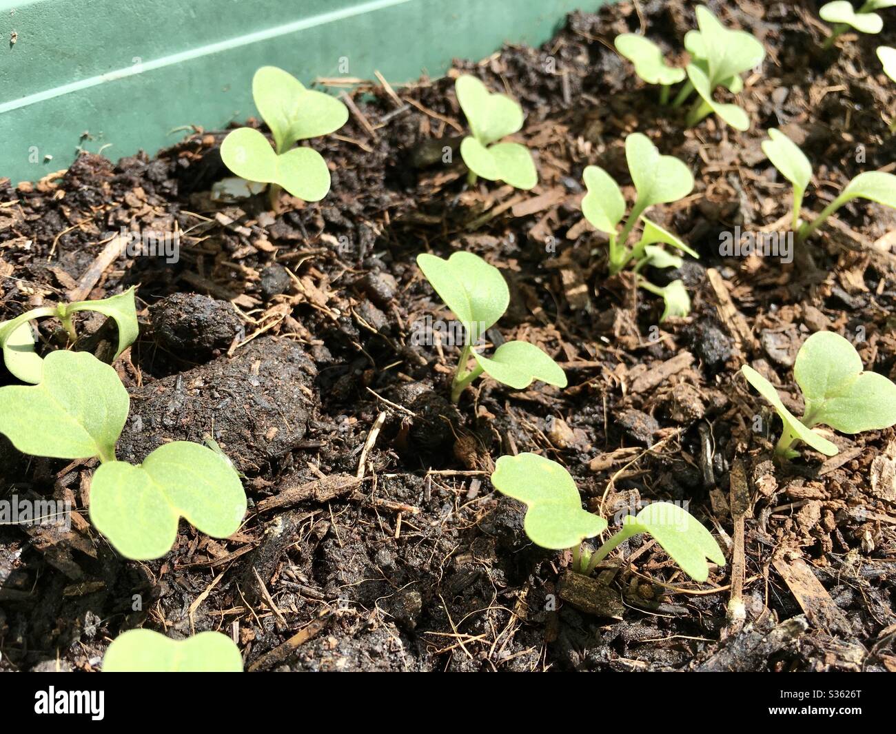 Radish seedlings just starting to grow Stock Photo - Alamy