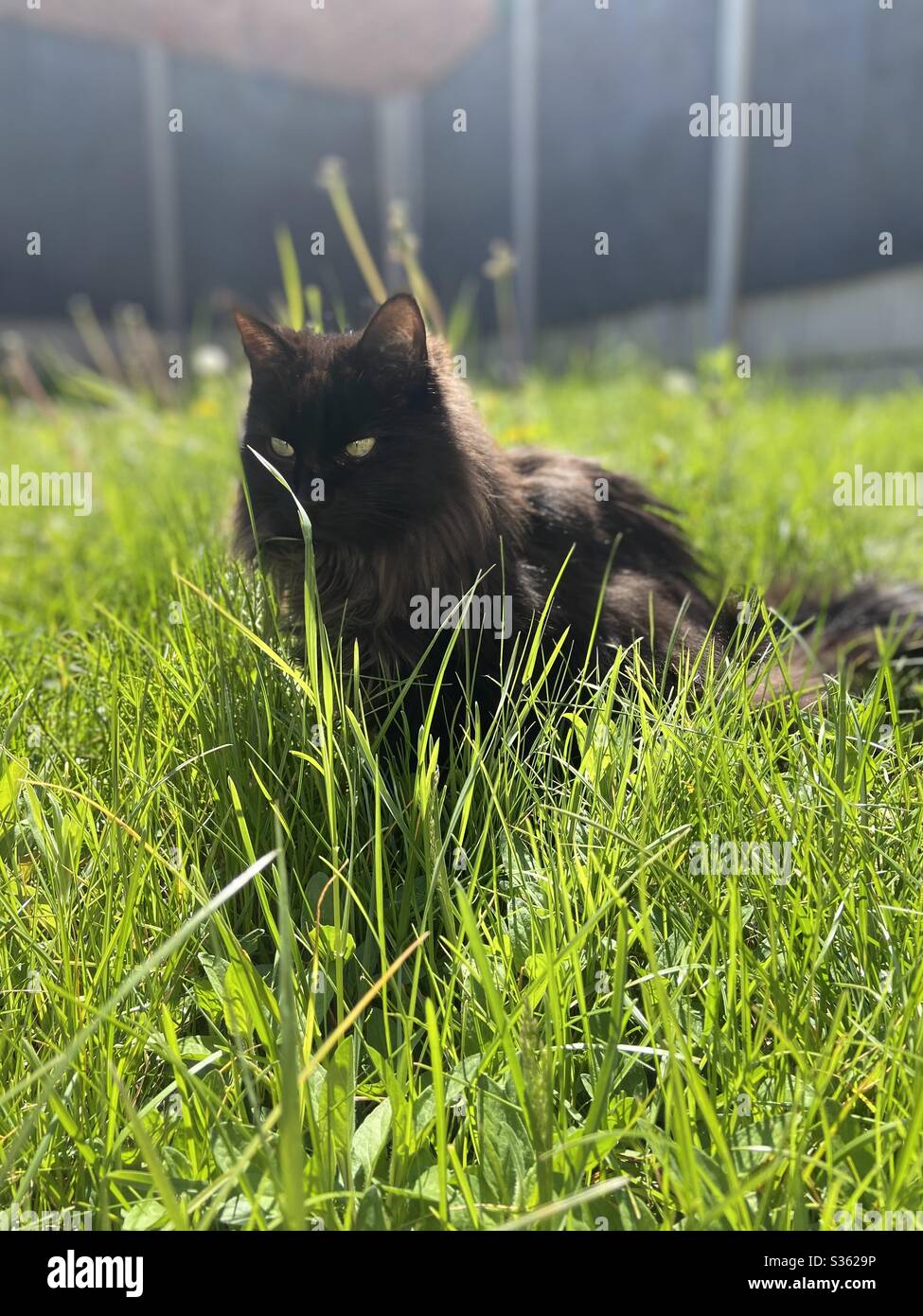 Black cat in overgrown garden Stock Photo - Alamy