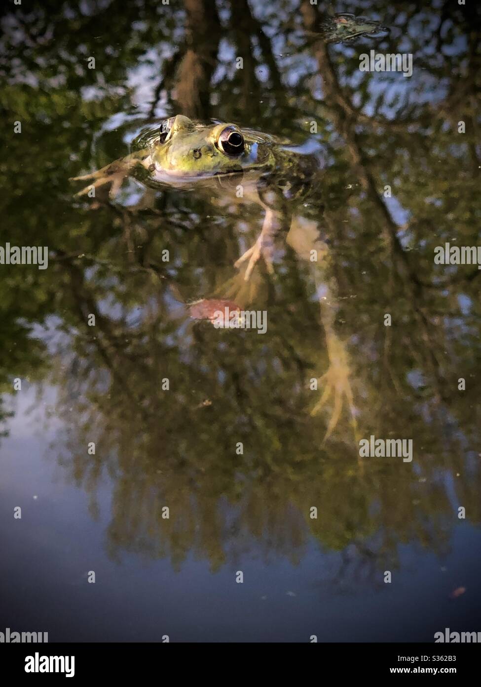 Bullfrog floating in water Stock Photo - Alamy