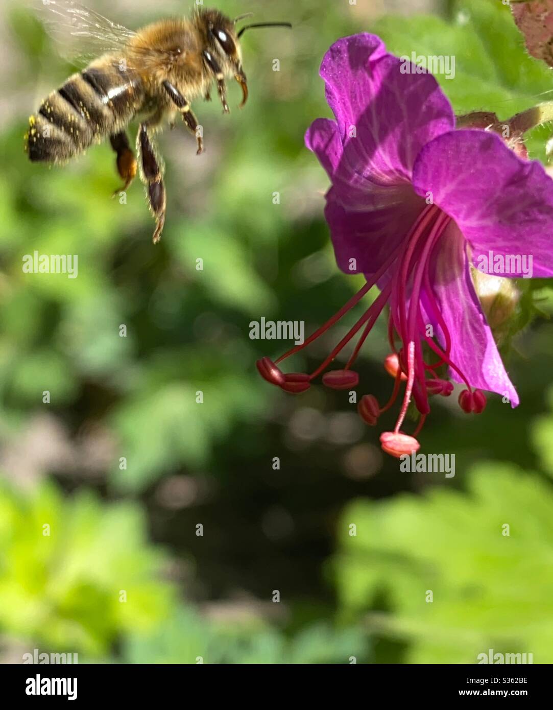 Insect colors hi-res stock photography and images - Alamy