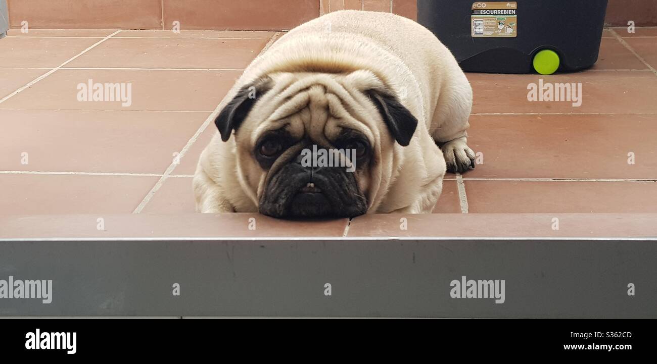 Sleepy pug hi-res stock photography and images - Alamy