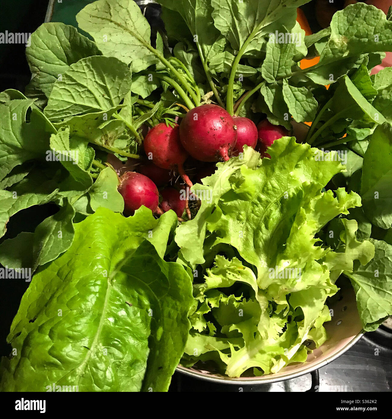 Lettuce radish fresh garden hi-res stock photography and images - Alamy