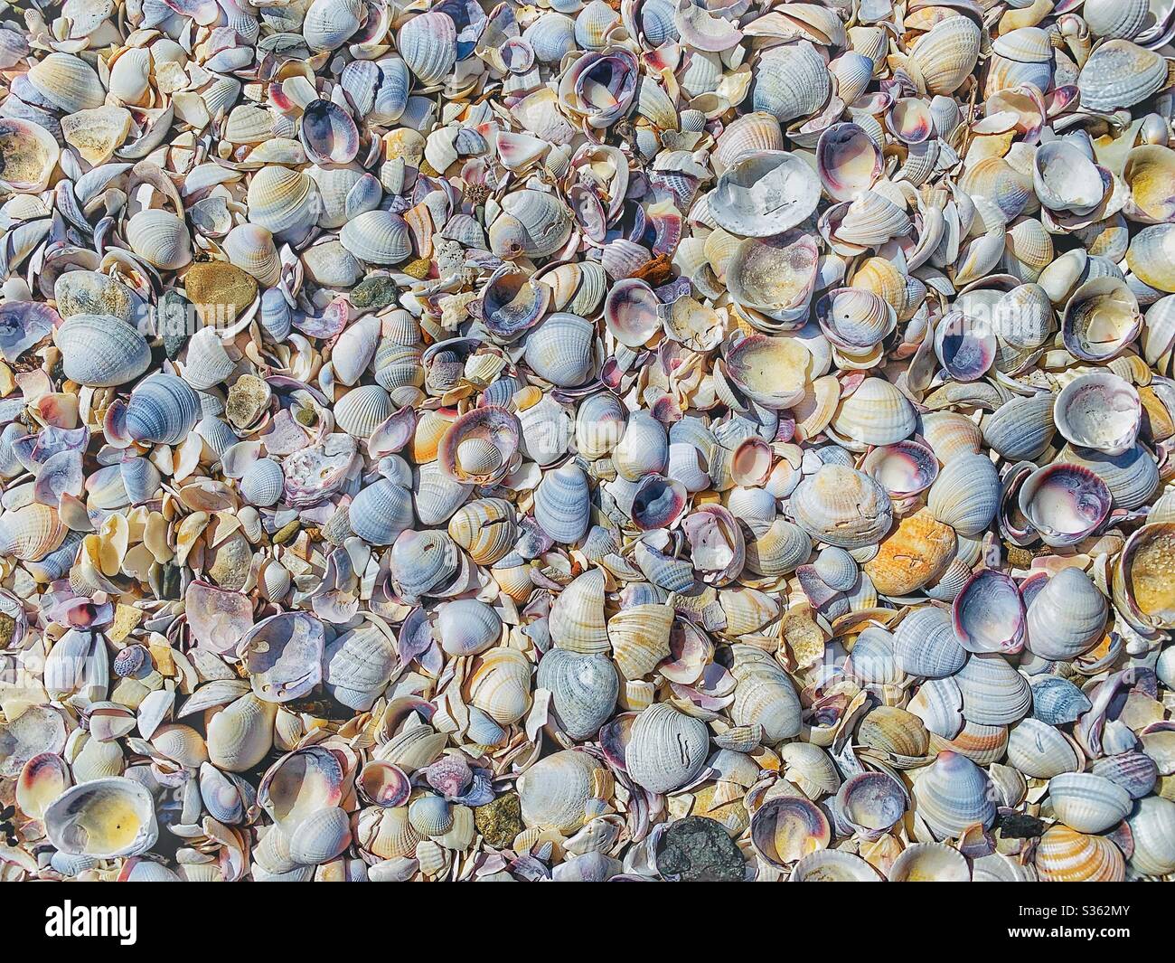 Shellfish on the beach hi-res stock photography and images - Alamy