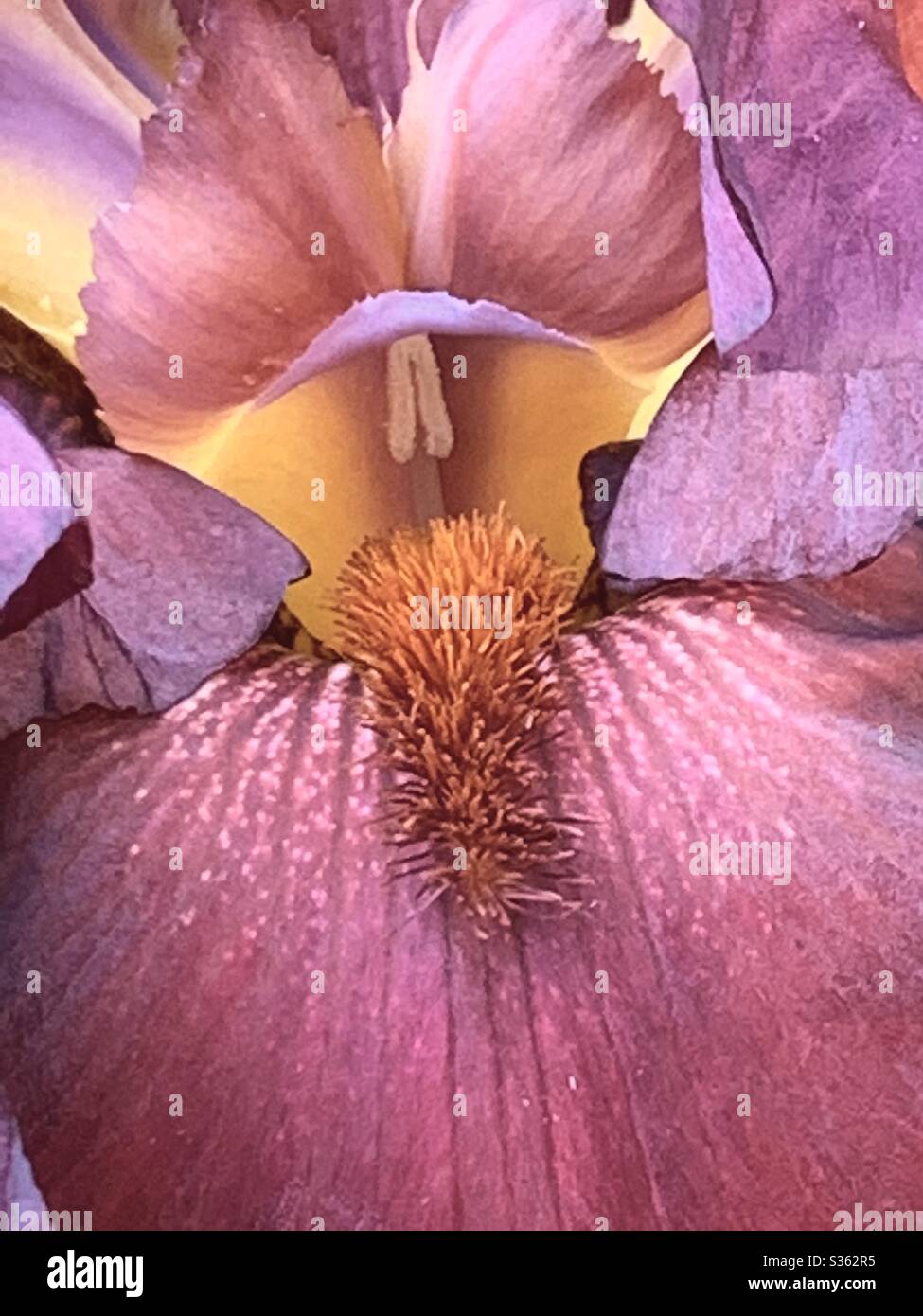Bearded iris flower hi-res stock photography and images - Alamy