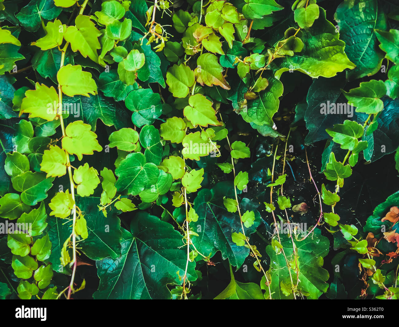 Green leaves texture background Stock Photo - Alamy