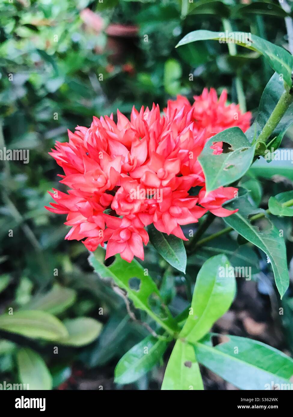 Bunch of small flower in one stalk hi-res stock photography and images ...