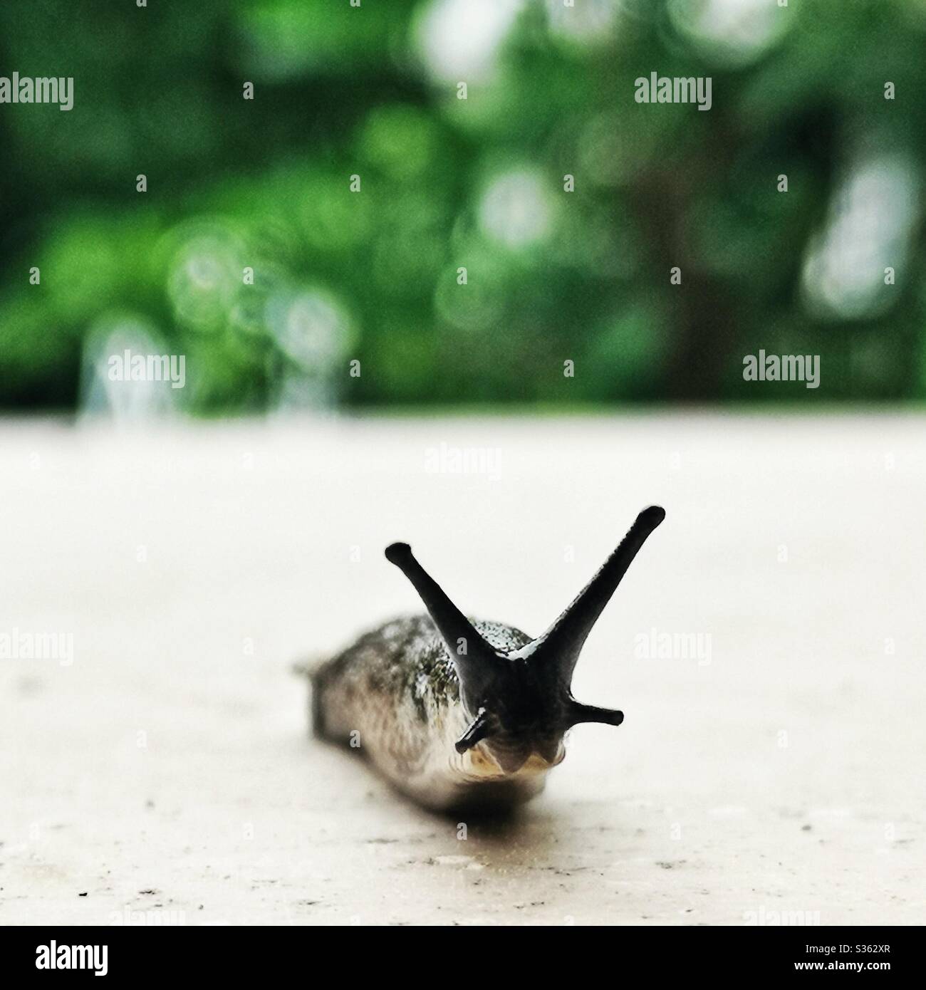 Cute (?) slug staring at the camera Stock Photo - Alamy