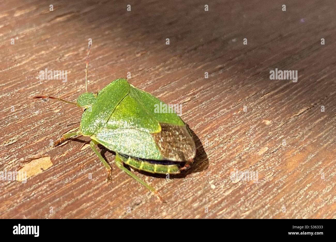 Green Stink Bug Stock Photo - Alamy