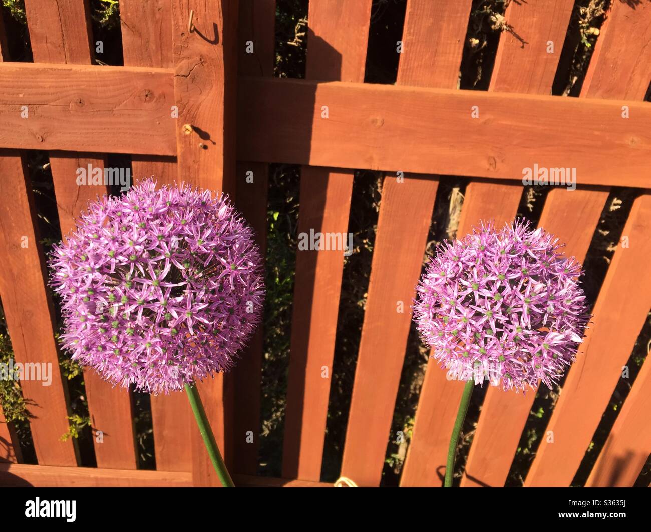Purple heads hi-res stock photography and images - Alamy