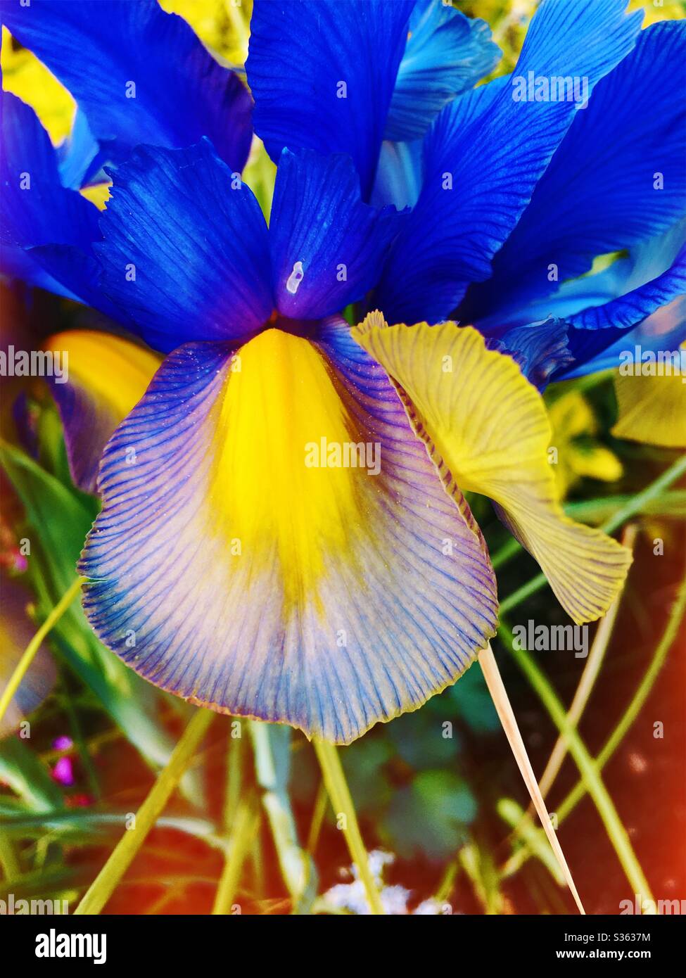 Top View Blue And Yellow Iris