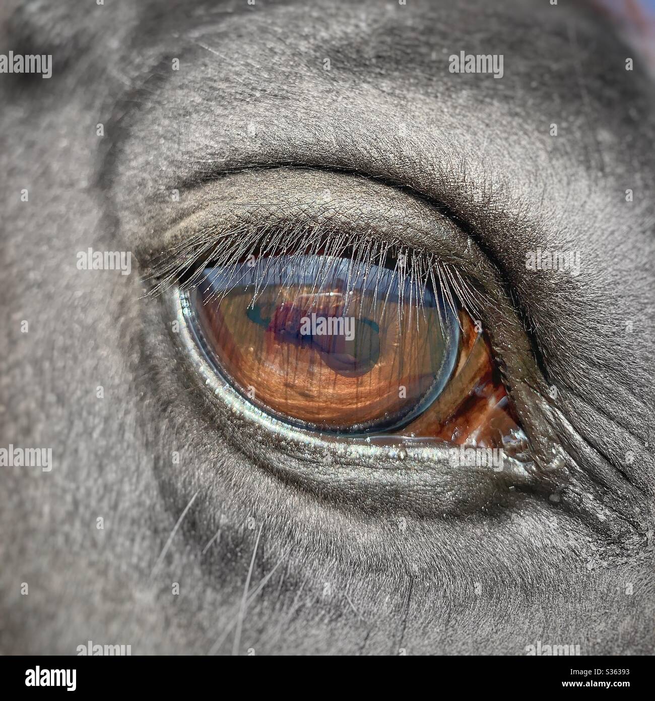 Seeing eye horse hi-res stock photography and images - Alamy