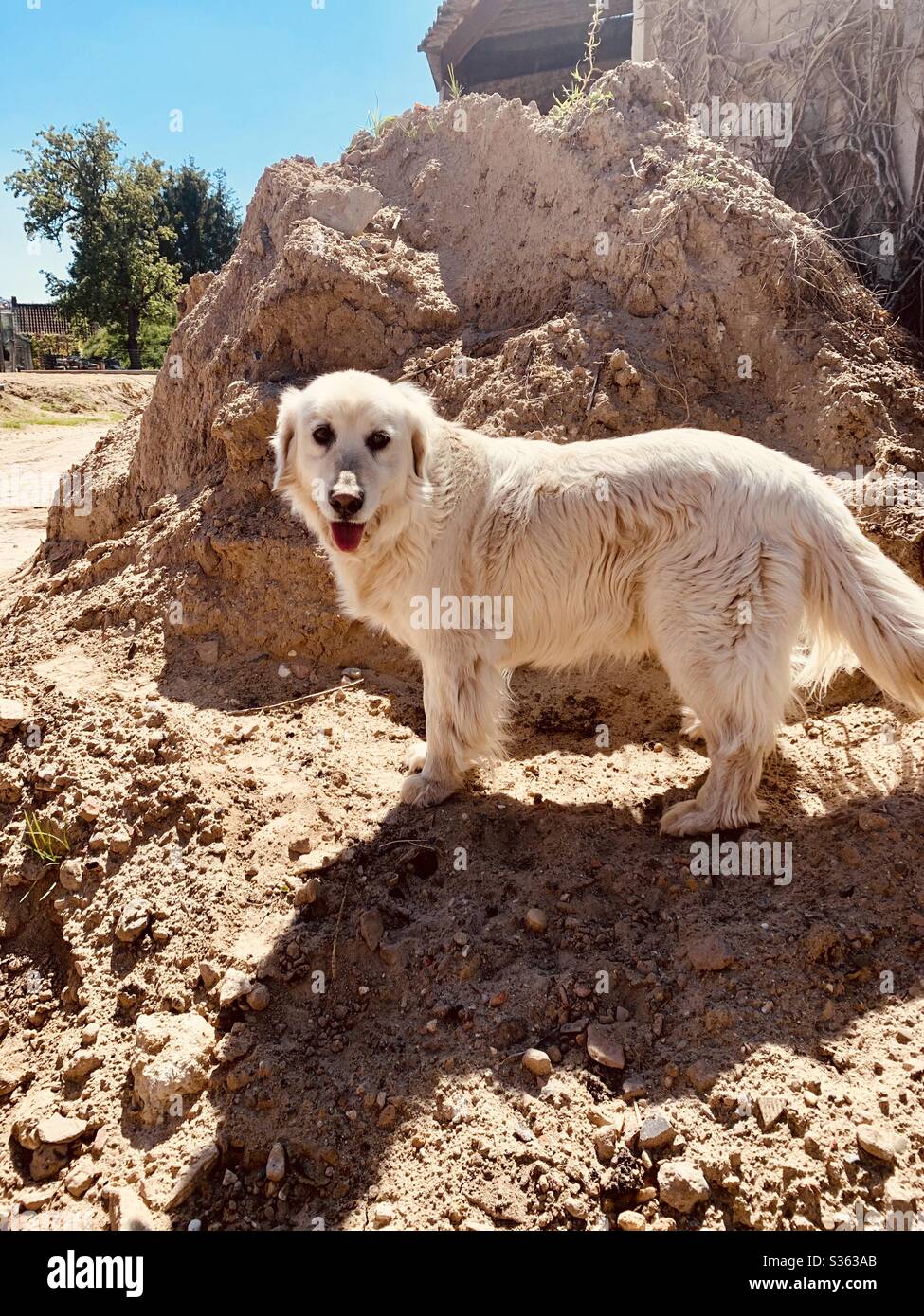 Golden retriever digging hi-res stock photography and images - Alamy