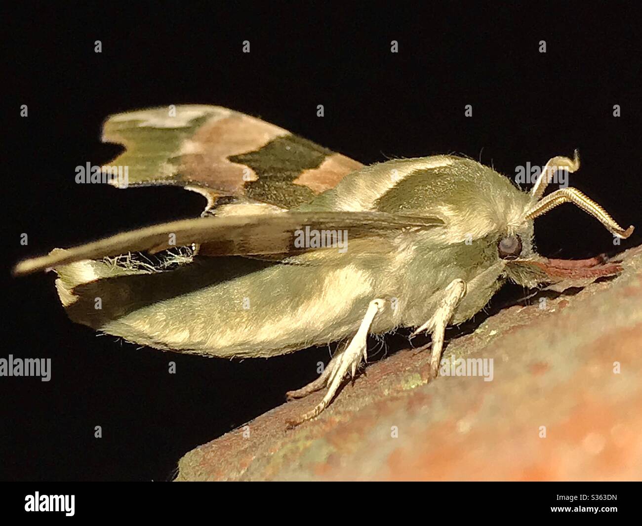 Lime Hawk Moth Stock Photo - Alamy