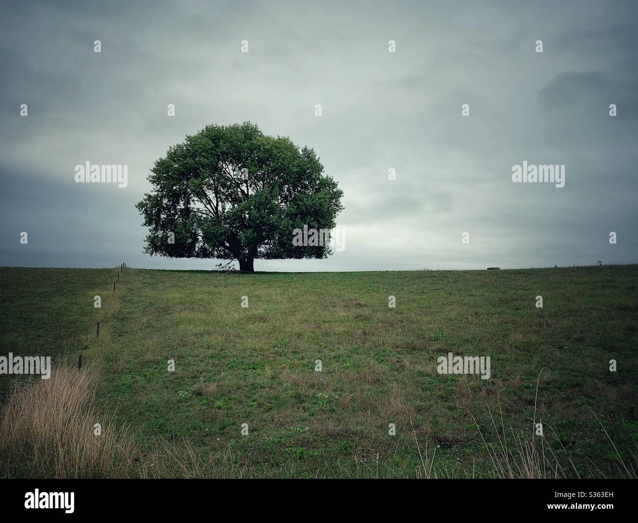Lonely tree in a middle of a green field during a dull and grey day ...