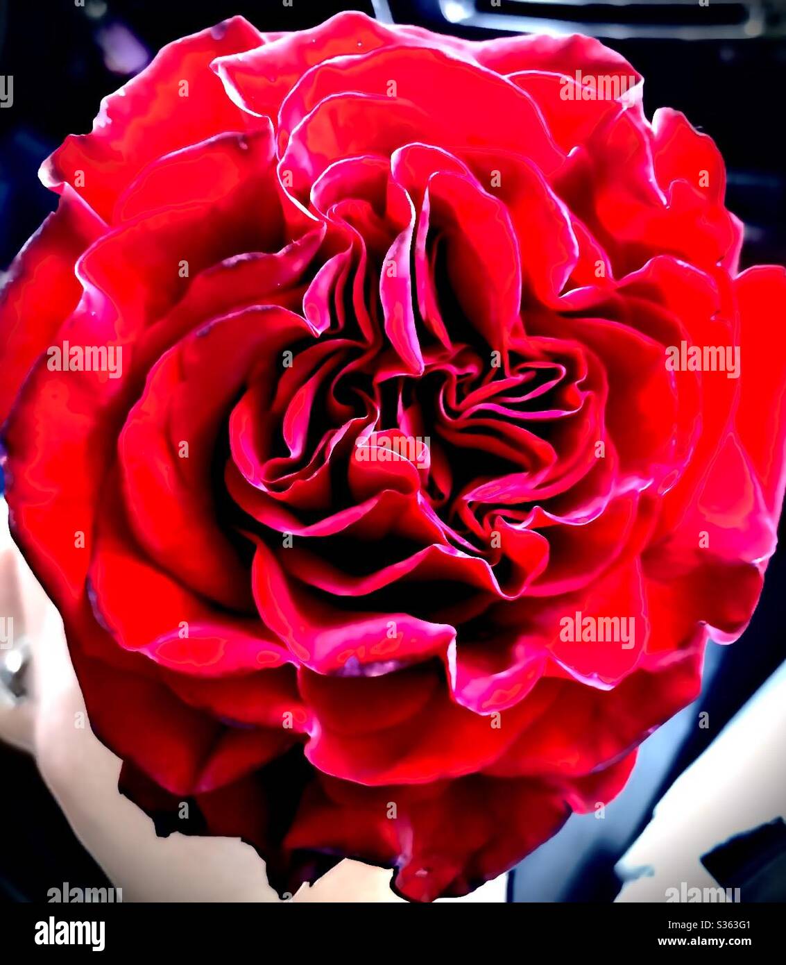 Velvet rose hi-res stock photography and images - Alamy