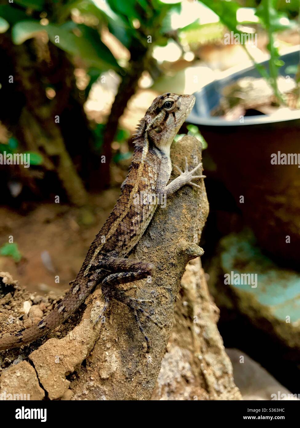 Lizard camouflage tree hi-res stock photography and images - Alamy