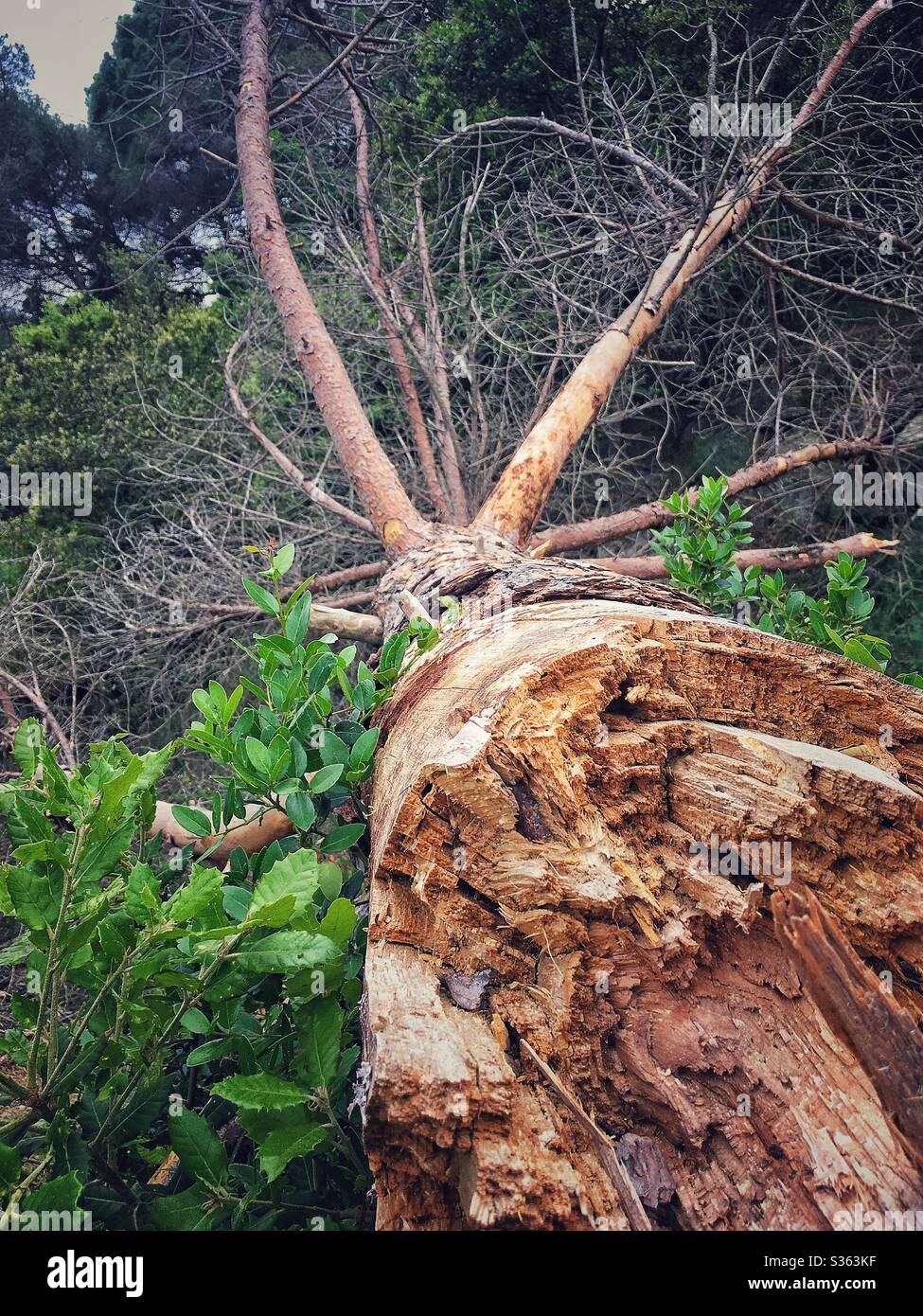 árbol caído hi-res stock photography and images - Alamy