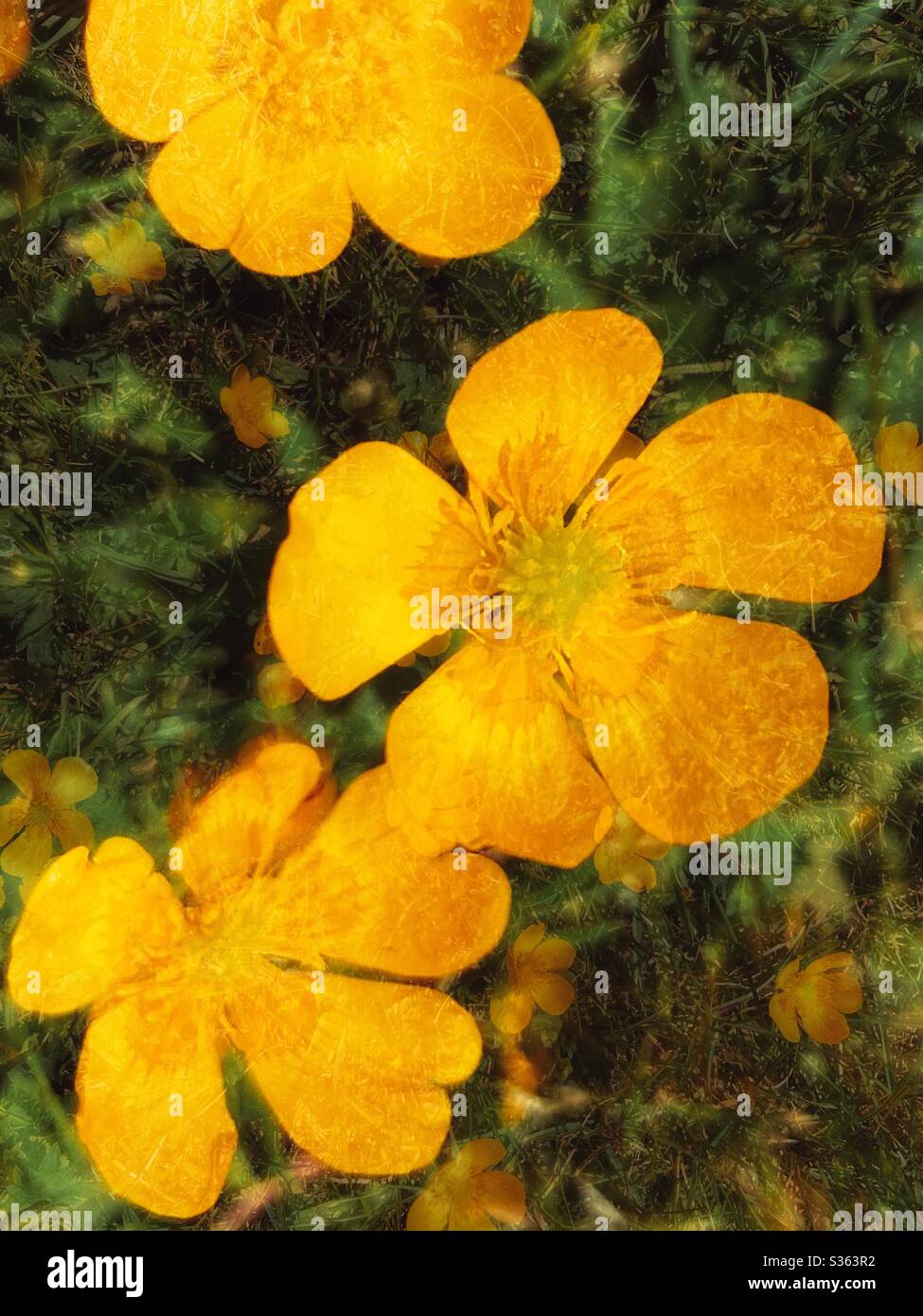 Abstract of close up of buttercup Stock Photo - Alamy