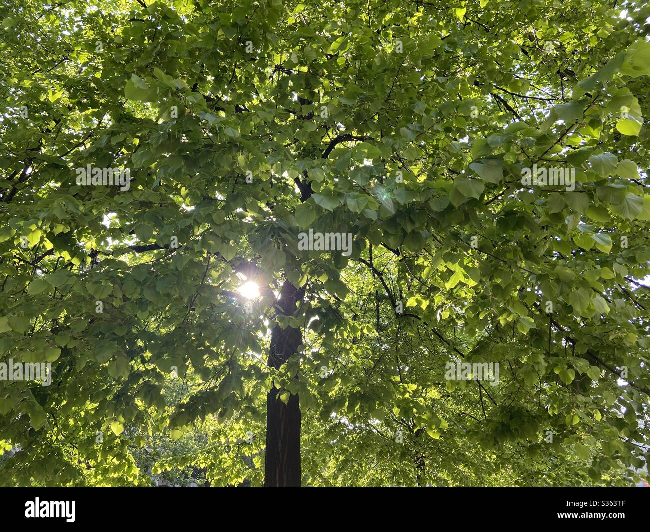 Sun ray through leaves hi-res stock photography and images - Alamy