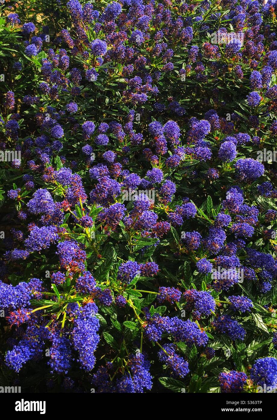 Spring ceanothus hi-res stock photography and images - Alamy